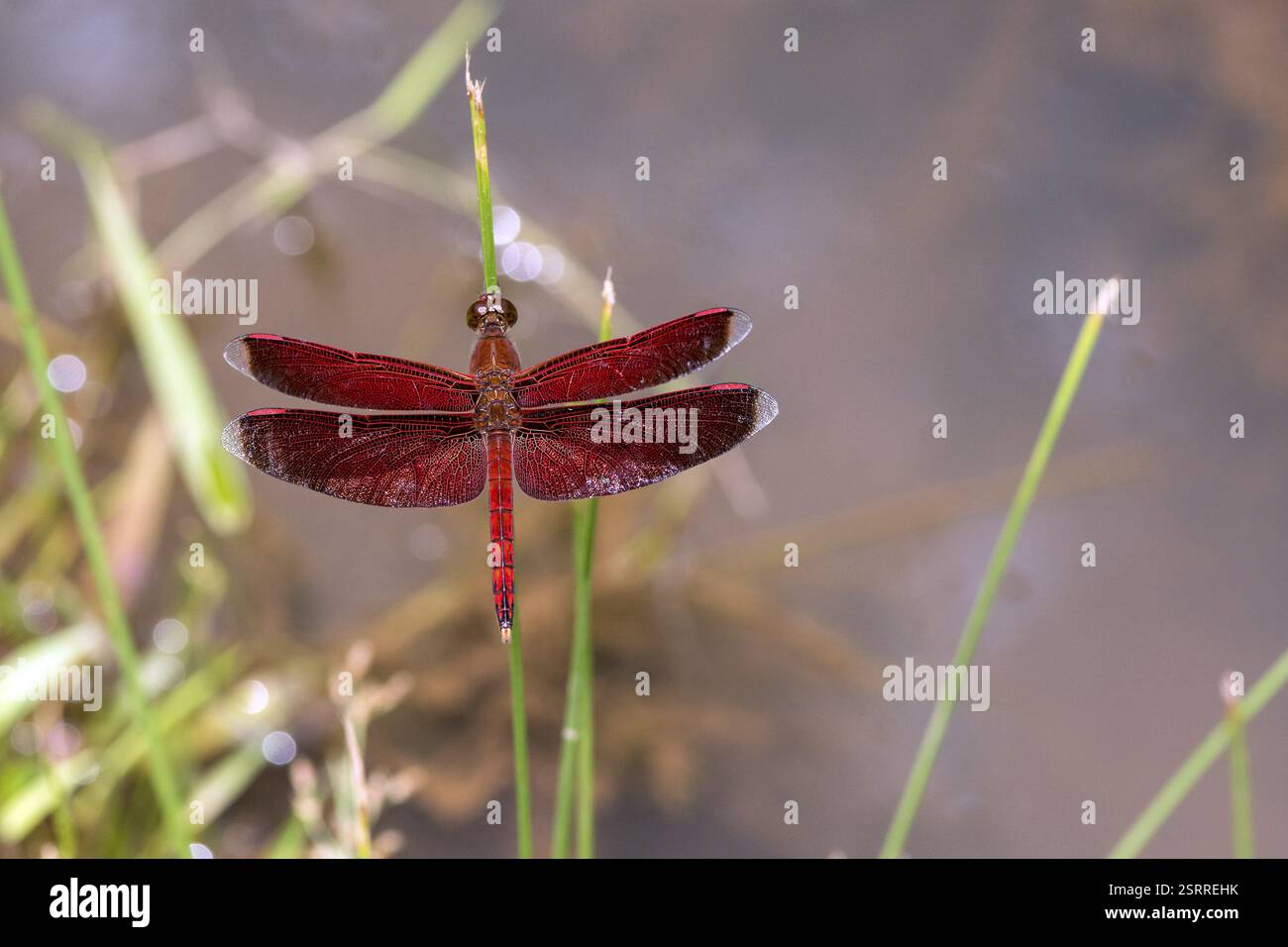 Dragonflies of asia hi-res stock photography and images - Alamy