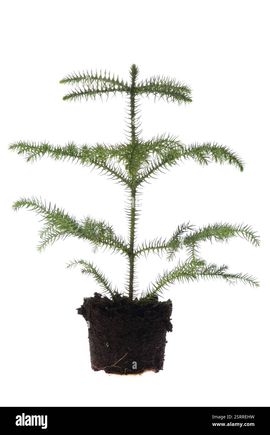 Growing at indoor garden Cut Out Stock Images & Pictures - Alamy