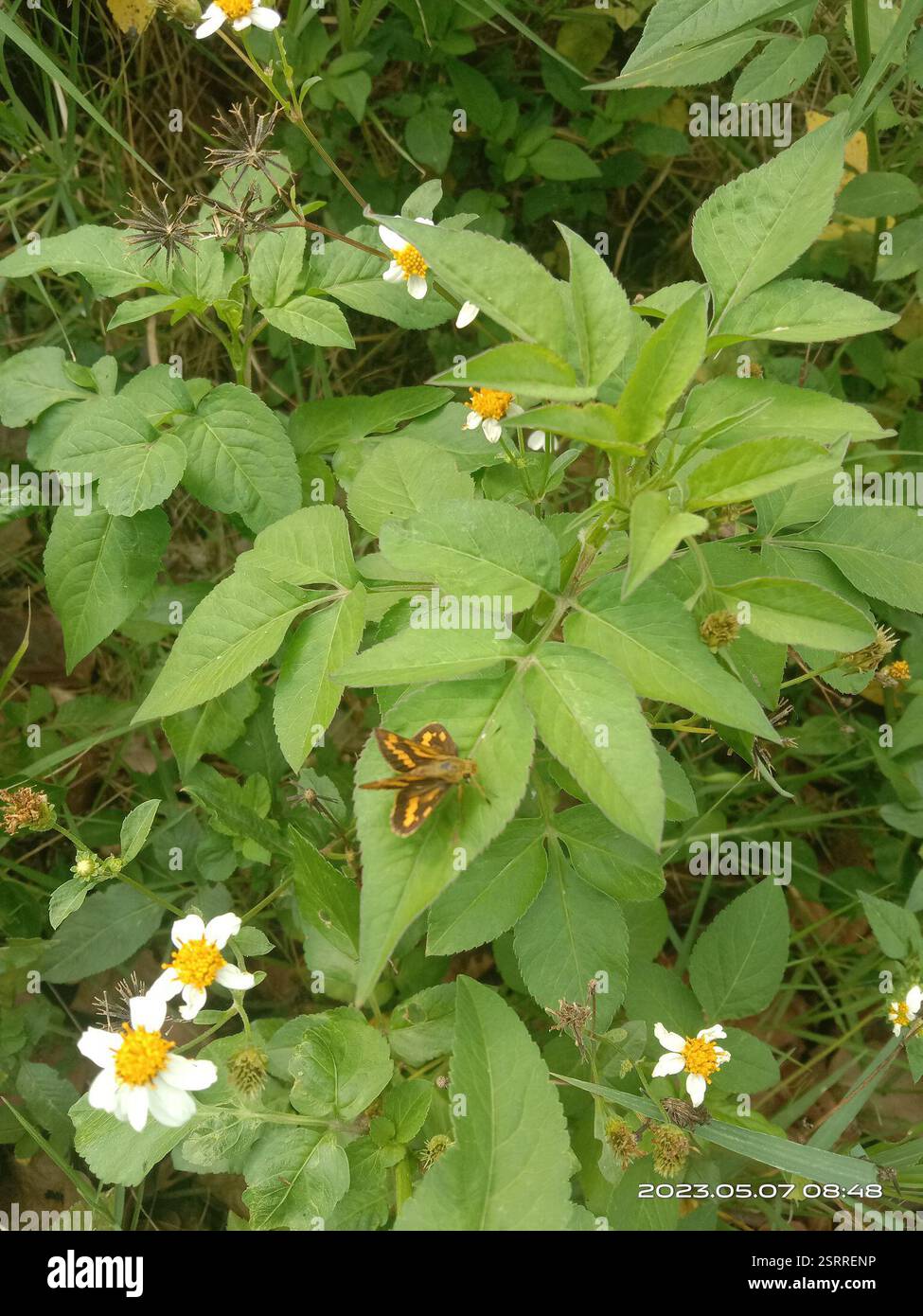 Chinese Dart (Potanthus confucius), Insecta, 台灣台東縣 Stock Photo - Alamy