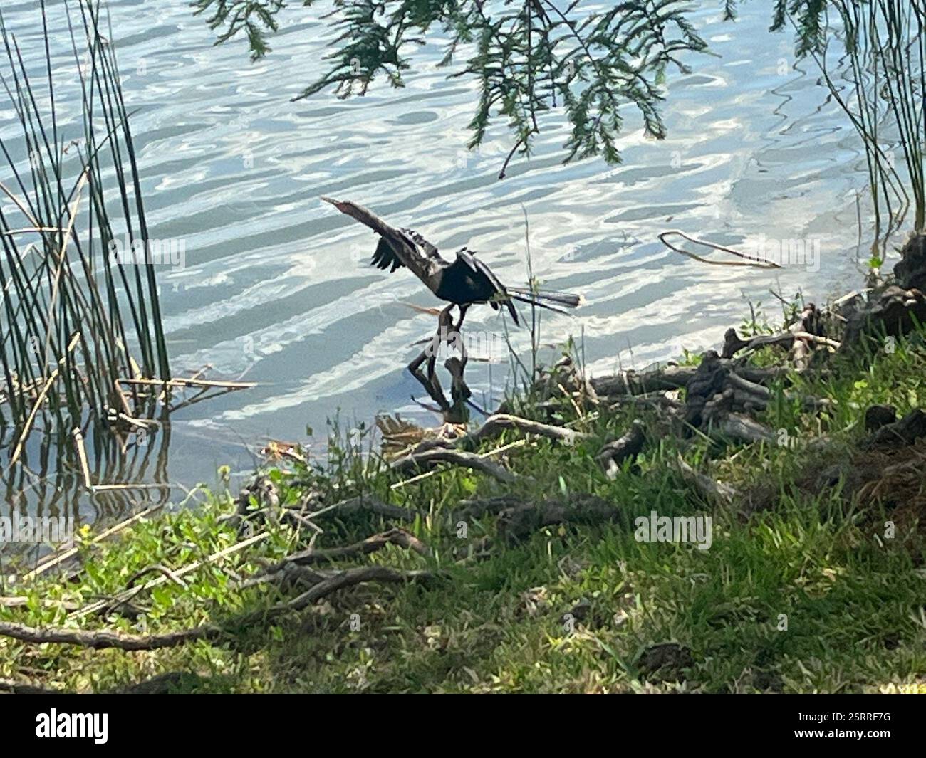 North American Anhinga (Anhinga anhinga leucogaster), Aves, Vista Cay ...