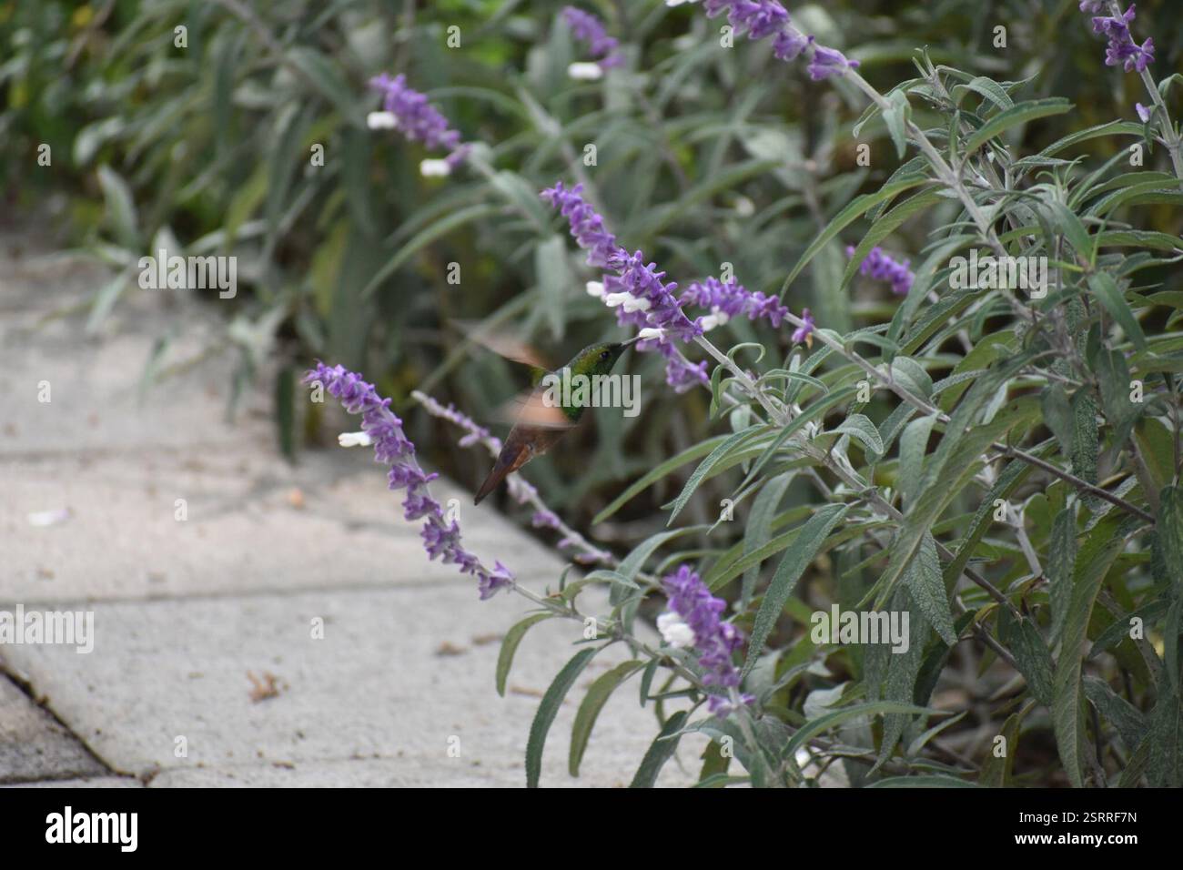 Berylline Hummingbird (Saucerottia beryllina), Aves, Bosque de ...
