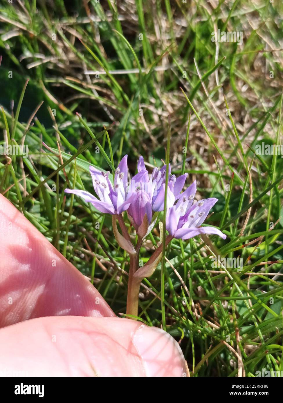 Spring Squill (Scilla verna), Plantae, Pembrokeshire, UK Stock Photo ...