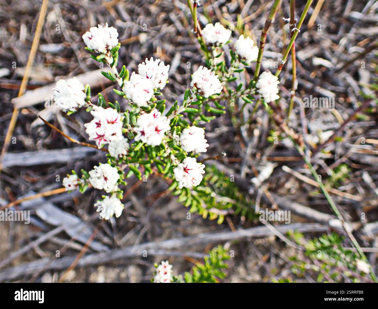 Heath Hardleaf (Phylica ericoides), Plantae, Gourikwa, Southern Cape ...