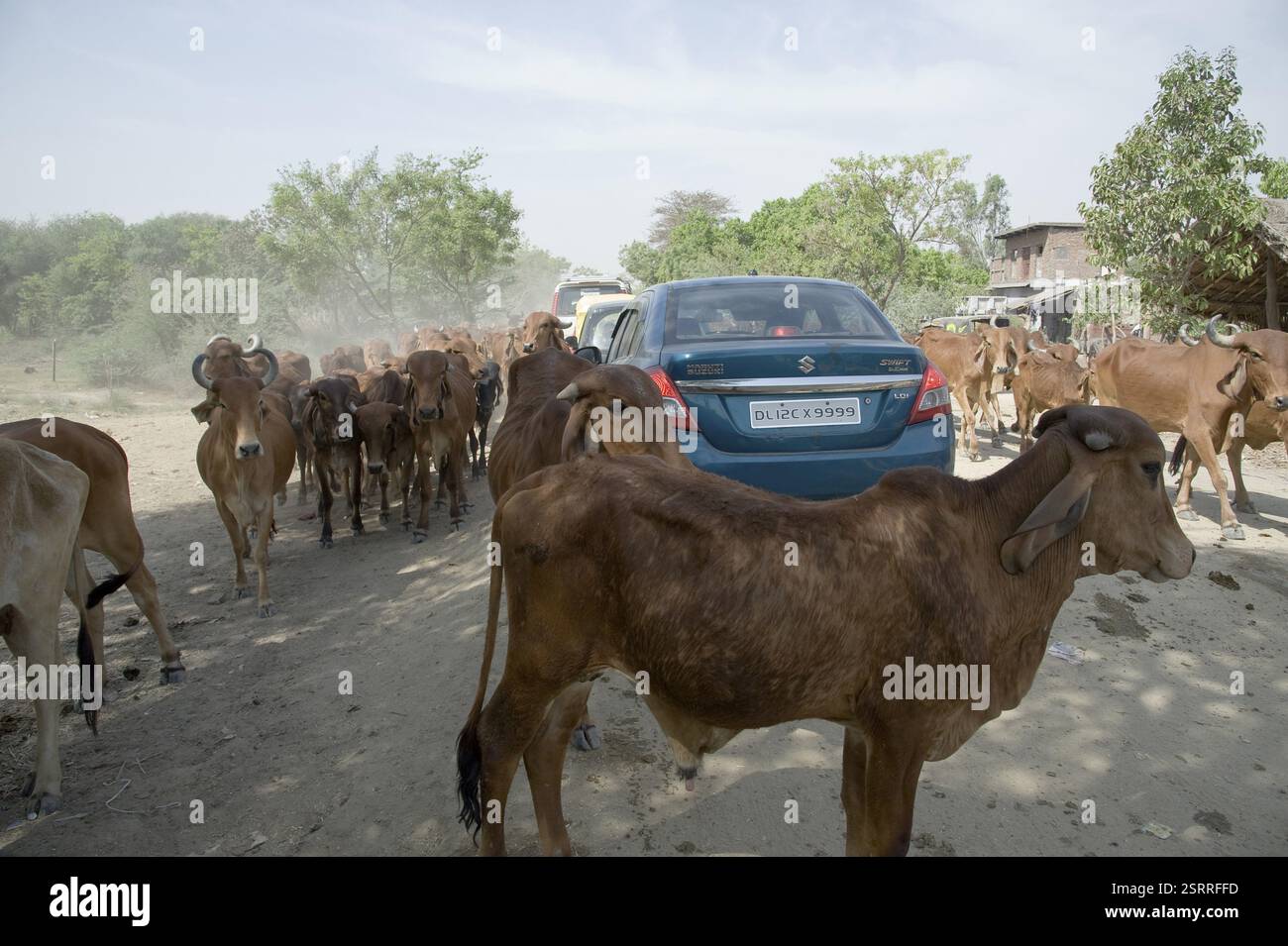Cows walking on road, mathura, uttar pradesh, india, asia Stock Photo ...