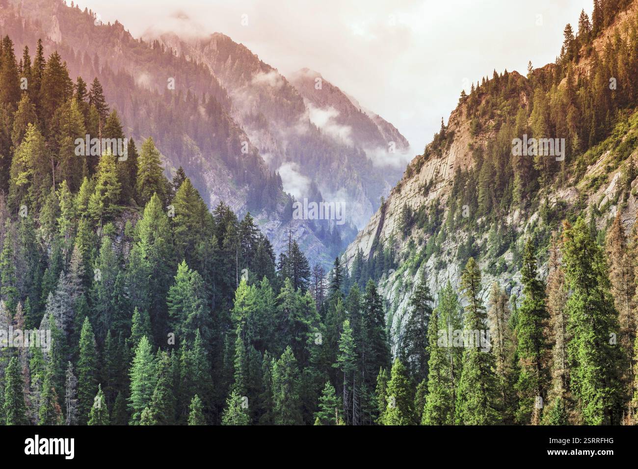 Coniferous pine trees, Gurez valley, Bandipora, Kashmir, India, Asia ...