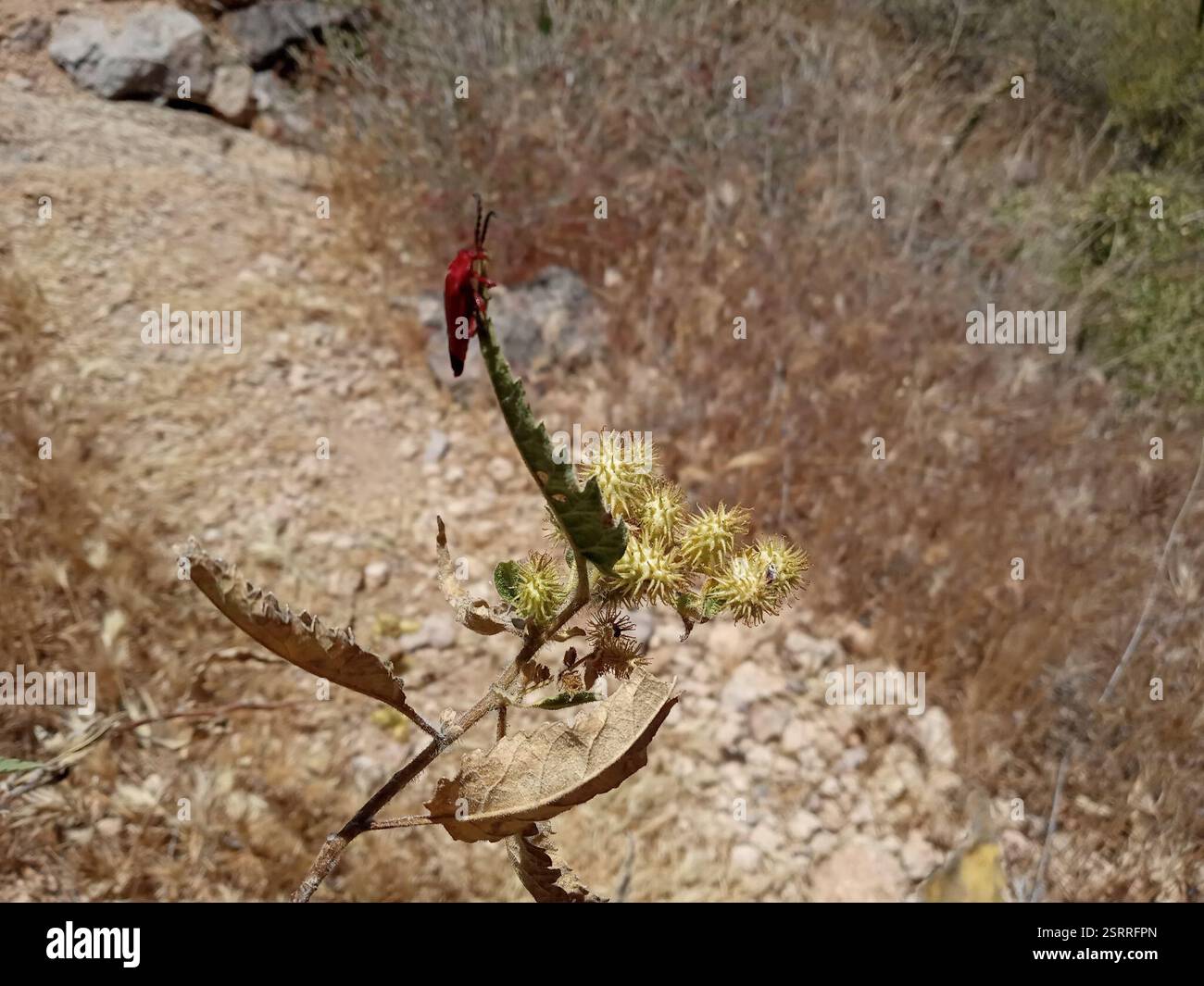 Bloody net-winged beetle (Lycus sanguineus), Insecta, Mesa, AZ 85215 ...