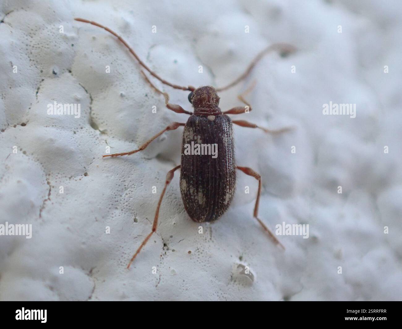 White-marked Spider-beetle (Ptinus fur), Insecta, Val Marie, SK S0N 2T0 ...
