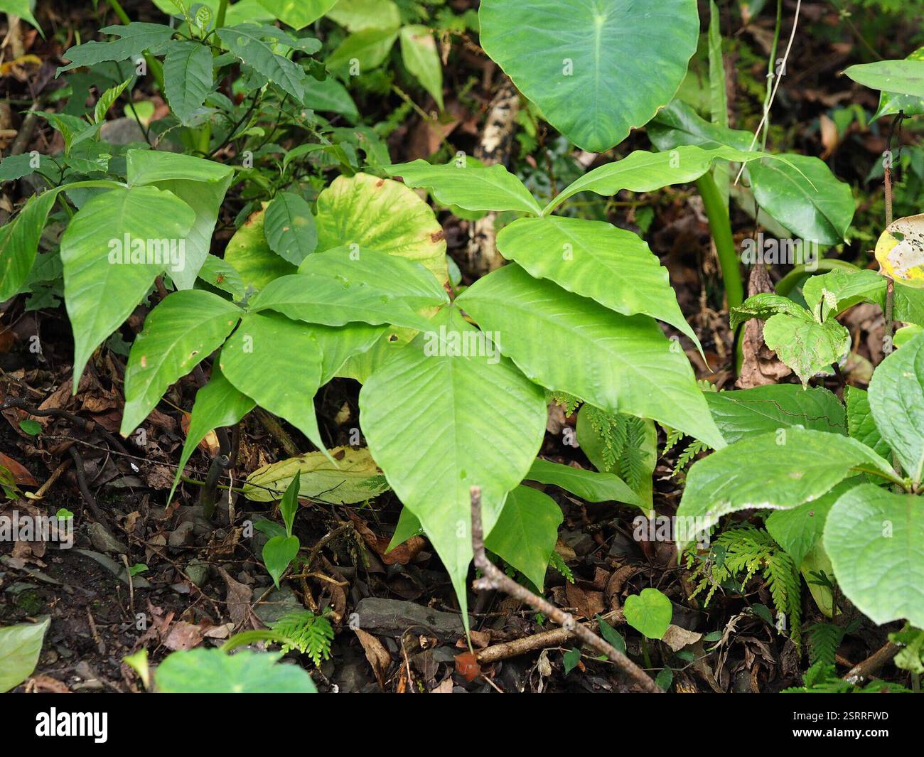 Japanese cobra lily (Arisaema ringens), Plantae, 台灣桃園市 Stock Photo - Alamy