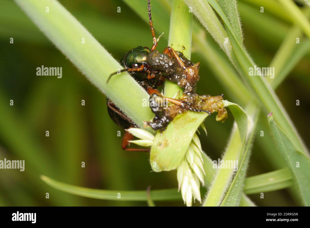 Golden Ground Beetle (Carabus auratus), Insecta, 56332 Brodenbach ...