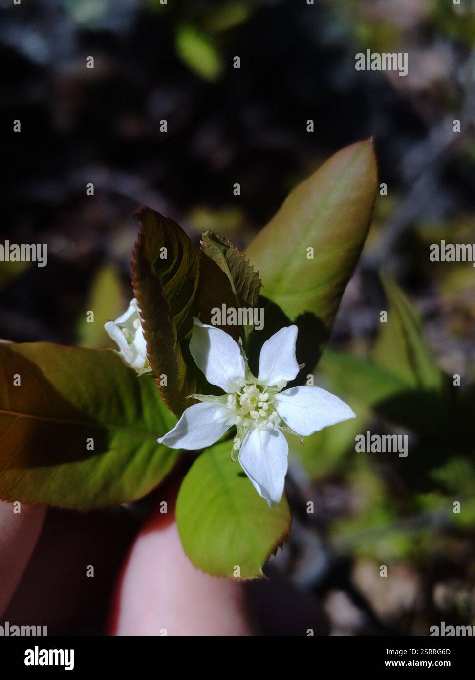 Bartram Shadbush (Amelanchier bartramiana), Plantae, Saint-Simon-de ...