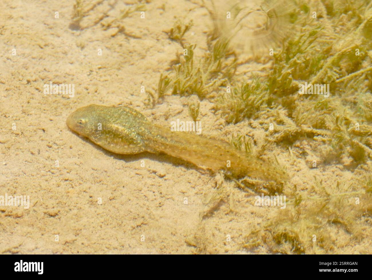 Sahara Frog (Pelophylax saharicus), Amphibia, RP1522, M'Hamid El ...