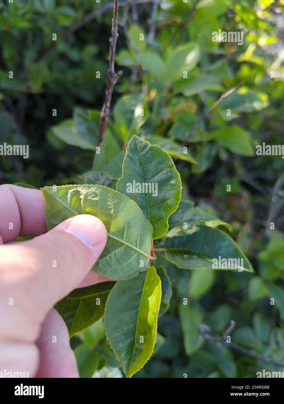 Western Chokecherry (Prunus virginiana demissa), Plantae, Ashbury ...