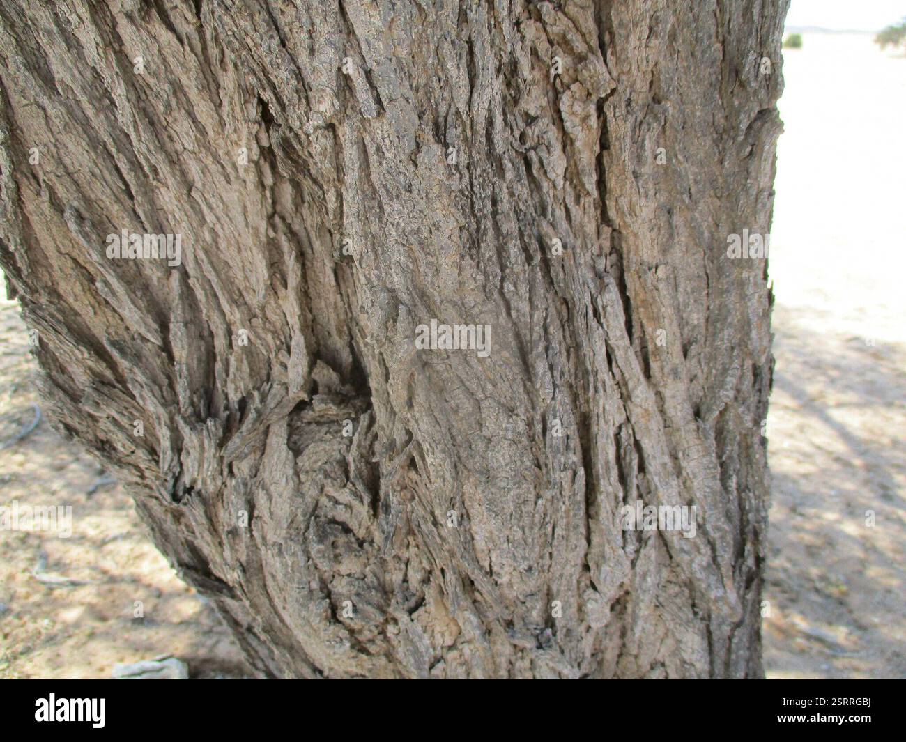 Angola Greenthorn (Balanites angolensis welwitschii), Plantae, Kunene ...