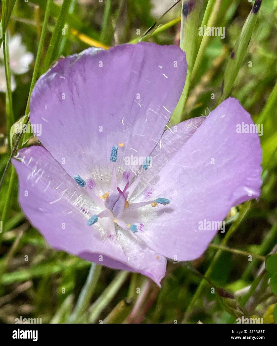 Pink star-tulip (Calochortus uniflorus), Plantae, Monterey County, US ...