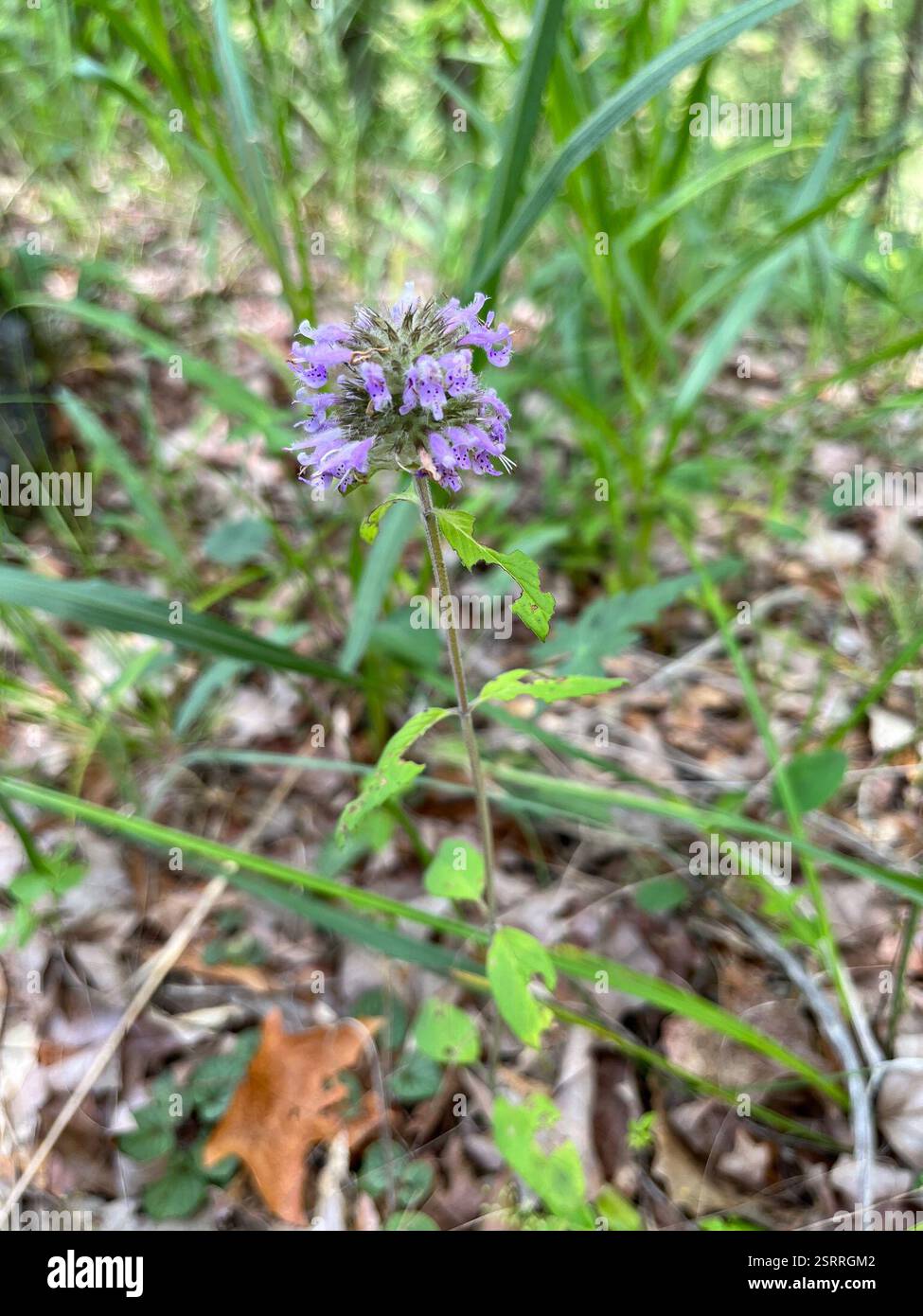 downy pagoda plant (Blephilia ciliata), Plantae, West Blocton, AL, US ...