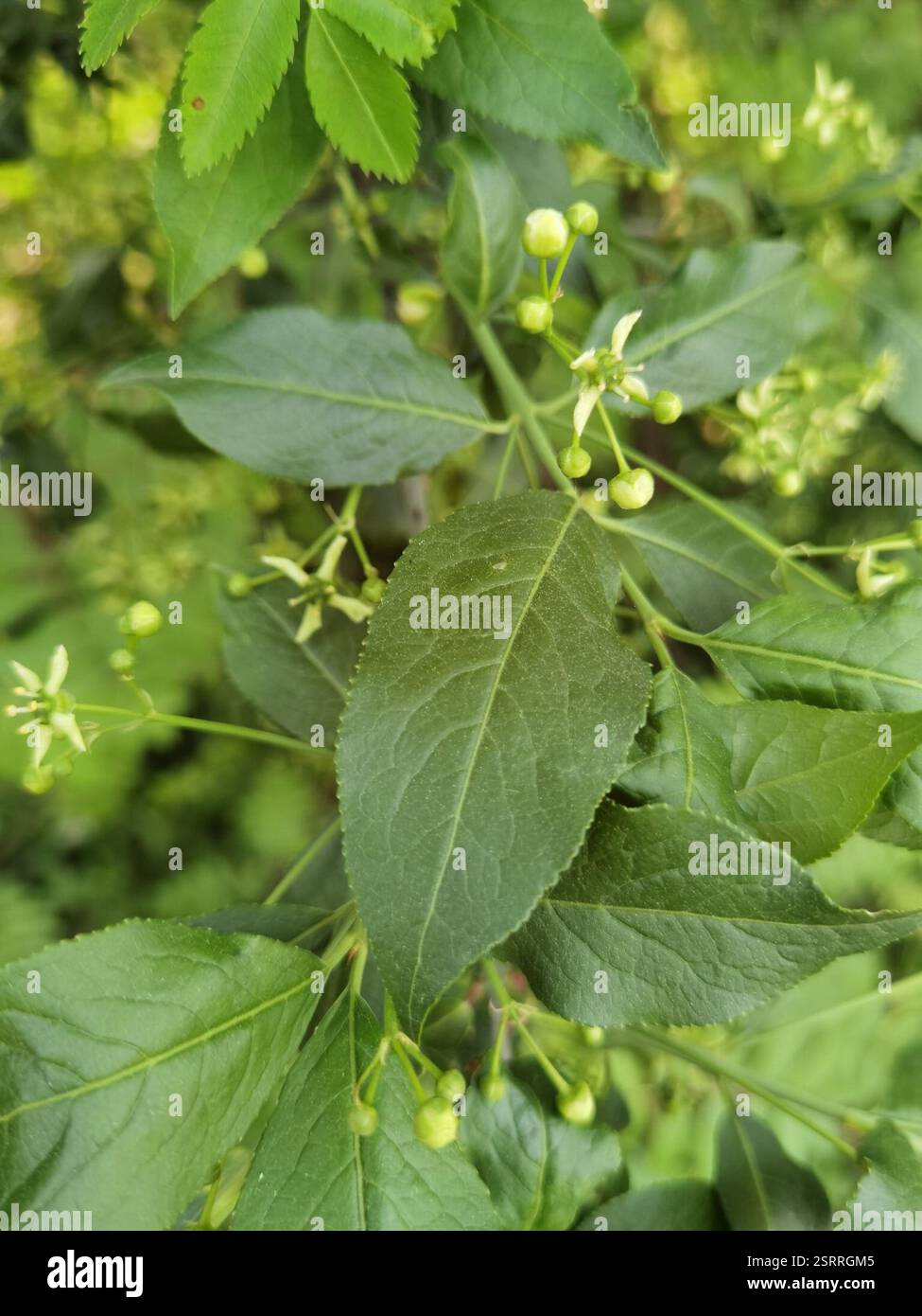 Spindle (Euonymus europaeus), Plantae, Northeim, Deutschland, spindle ...