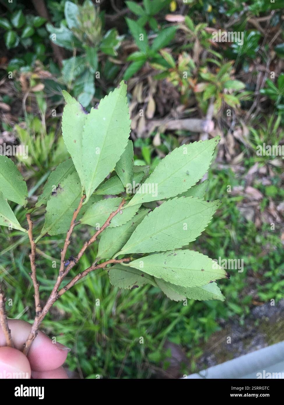 Japanese Eurya (Eurya japonica), Plantae, Kamikoshikicho Nakakoshiki ...