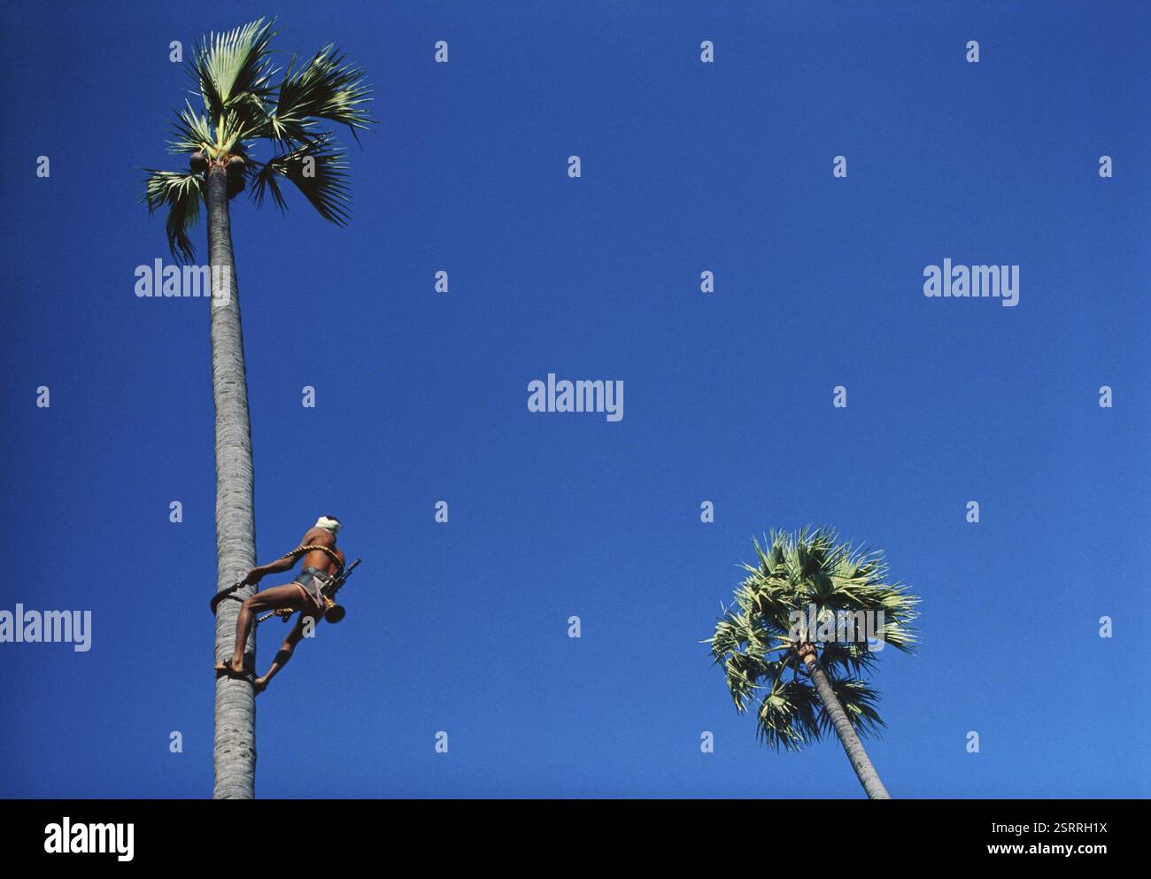 Man climbing on toddy tree, Warangal, Andhra Pradesh, India, Asia Stock ...