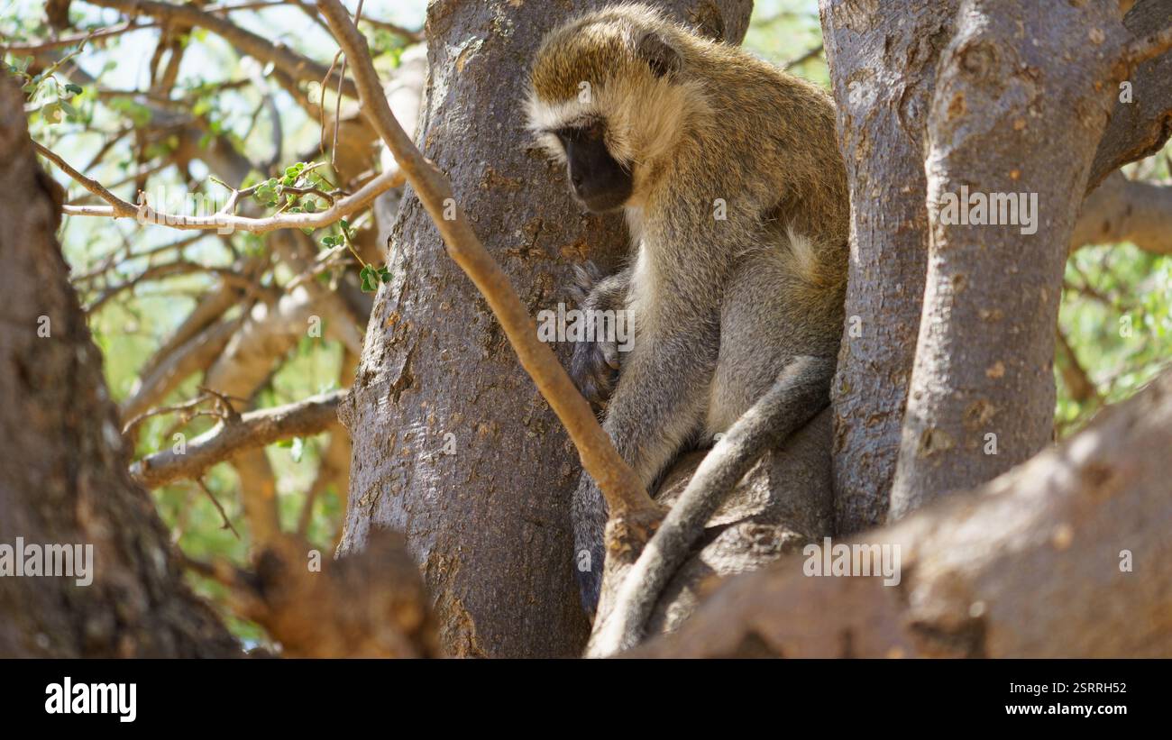 A baboon sits gracefully on a tree branch, embodying wildlifes ...