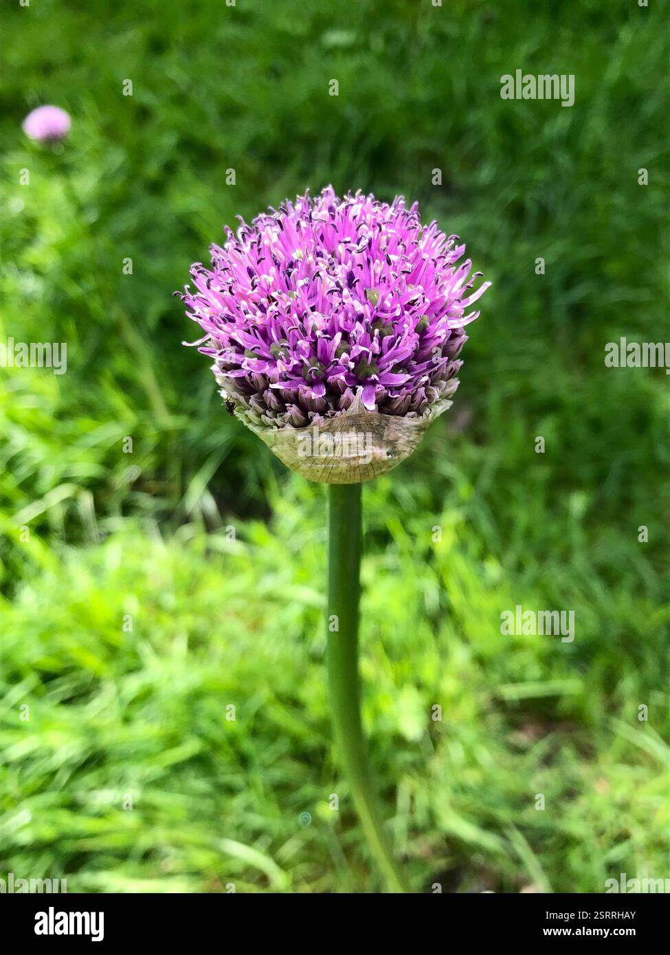 Papillate hi-res stock photography and images - Alamy