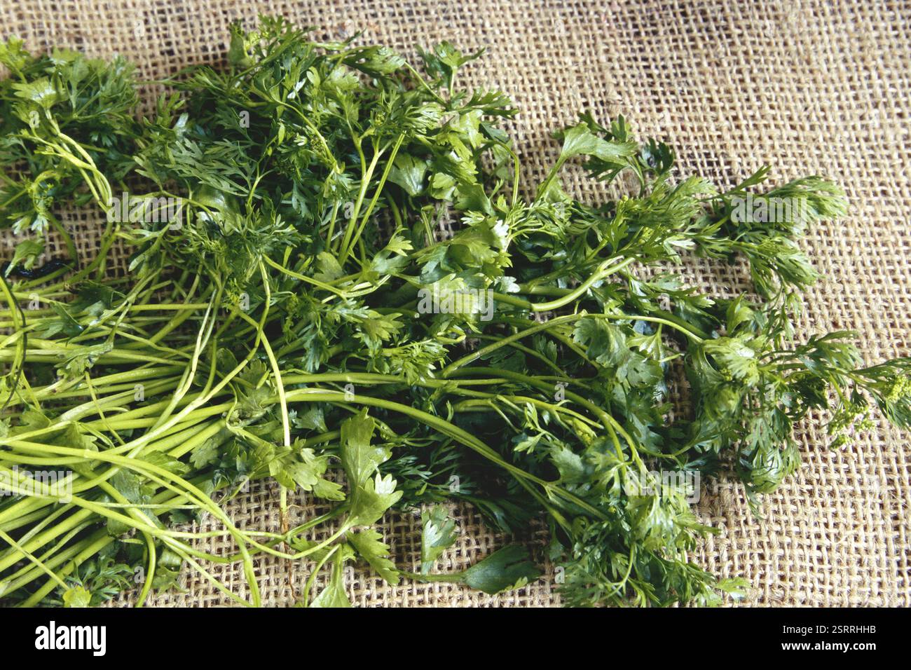 Indian spices, coriander leaves coriandrum sativum dania, India, Asia ...