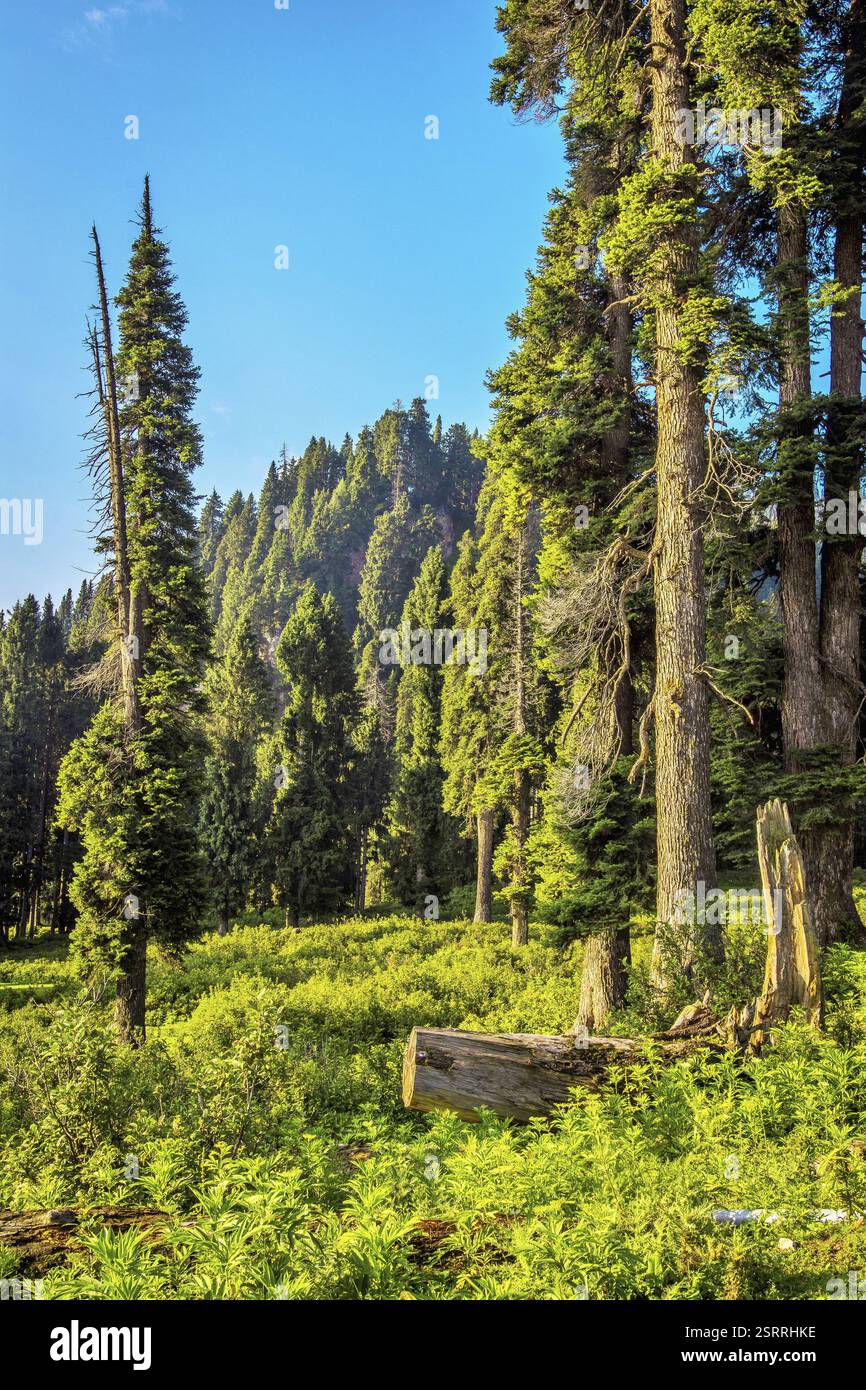 Meadows and pine trees, Doodhpathri, Budgam, Kashmir, India, Asia Stock ...
