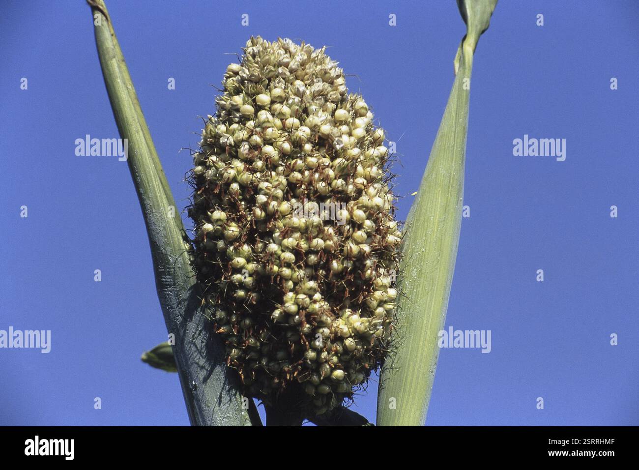 Jawar crop full of grains, Theur, District Pune, Maharashtra, India ...