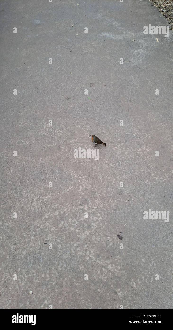 European Robin (Erithacus rubecula), Aves, Chester Zoo, Moston Rd, by ...