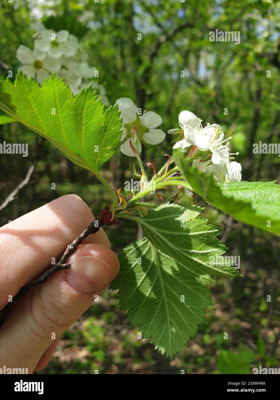 Canadian Hawthorn (Crataegus canadensis), Plantae, Le Vieux-Longueuil ...