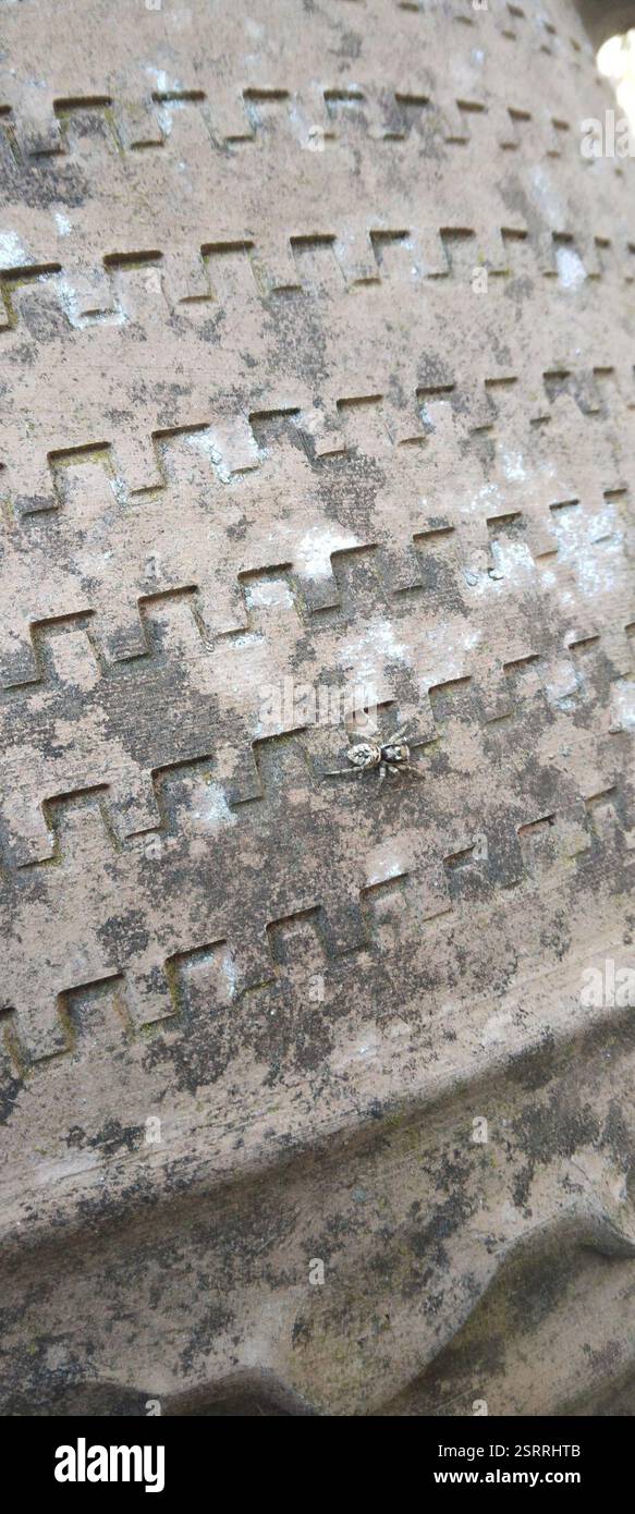 Zebra Jumping Spider (Salticus scenicus), Arachnida, Milton Keynes MK12 ...