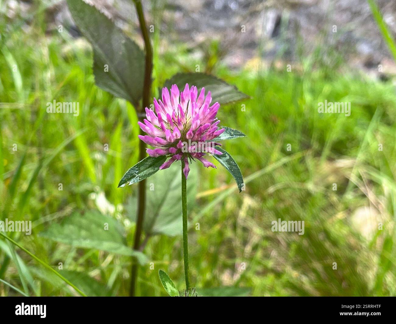(Trifolium), Plantae, Southern Black Forest Nature Park, Kandern, Baden ...