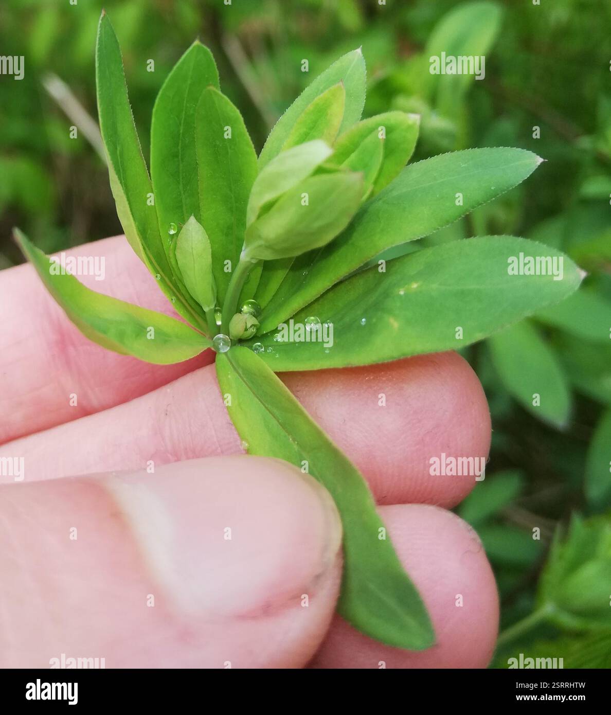 Wood Bedstraw (Galium sylvaticum), Plantae, 06463 Falkenstein, Germany ...