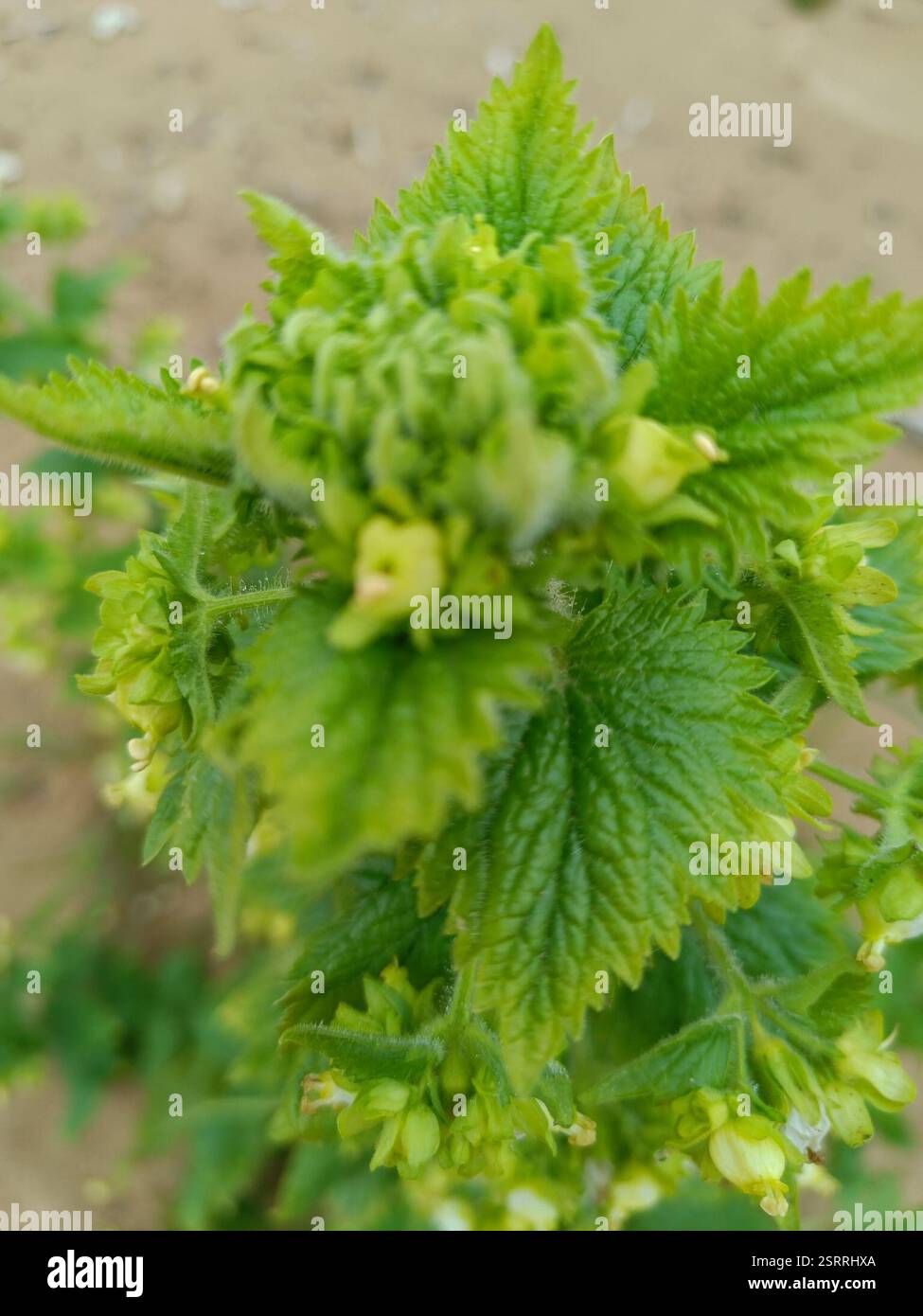 Yellow Figwort (Scrophularia vernalis), Plantae, Archerfield House ...