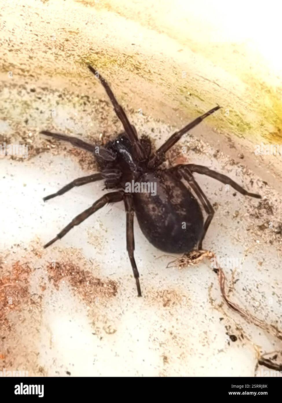 Lace web spiders (Amaurobius), Arachnida, Niedersachsen, DE, dark brown medium sized spider ...