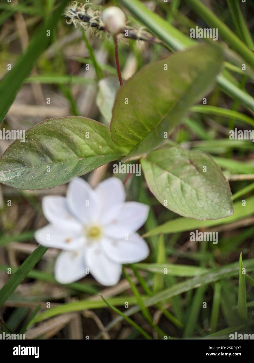 Arctic Starflower (Lysimachia europaea), Plantae, Bridge of Allan ...