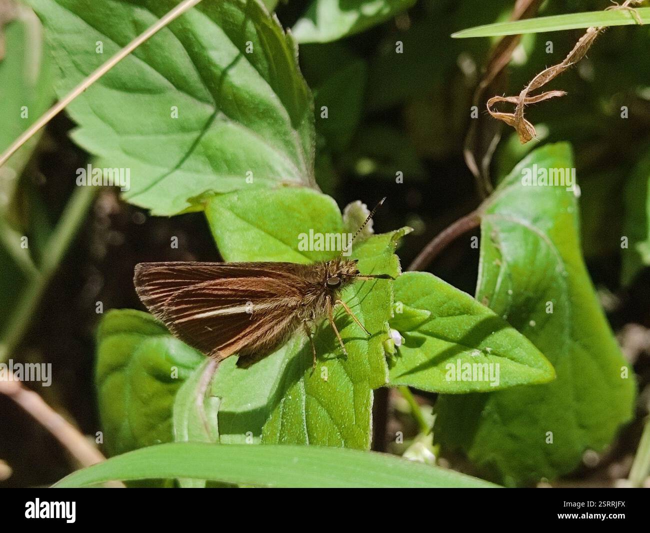 Striped Hedge Hopper (Baracus subditus), Insecta, Kurinjimala sanctuary ...