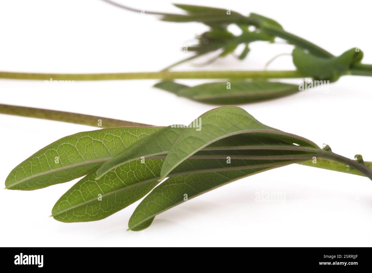 Ivy. maracuja. passiflora Stock Photo - Alamy