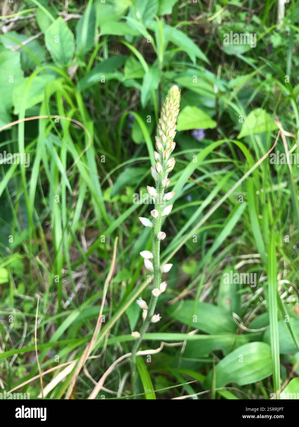 (Aletris spicata), Plantae, Kamikoshikicho Nakakoshiki, Satsumasendai ...