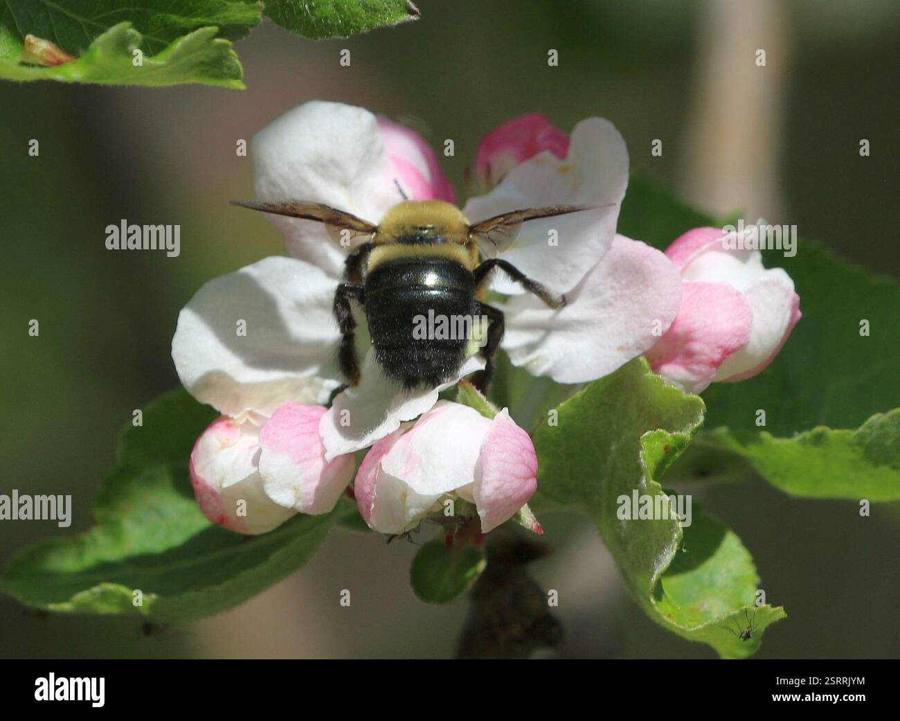 Eastern Carpenter Bee (Xylocopa virginica), Insecta, Port Weller east ...