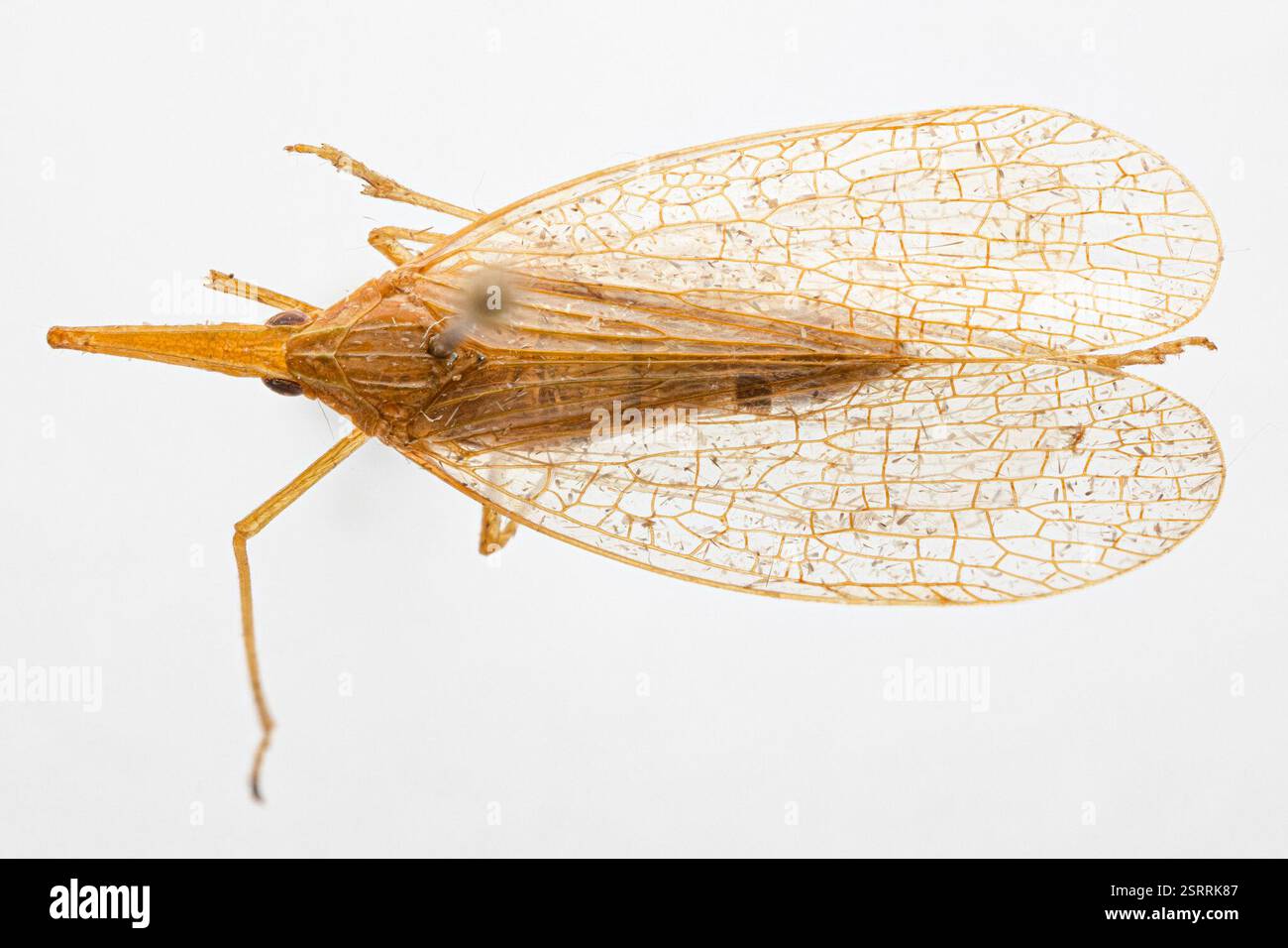 (Melicharoptera), Insecta, Andres Eloy Blanco, 3028, Lara, Venezuela ...