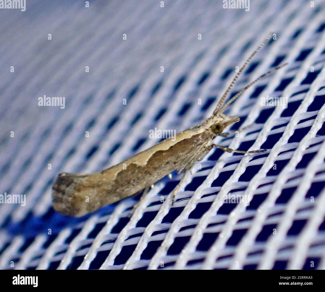 Diamondback Moth (Plutella xylostella), Insecta, Tarmigt, Drâa ...