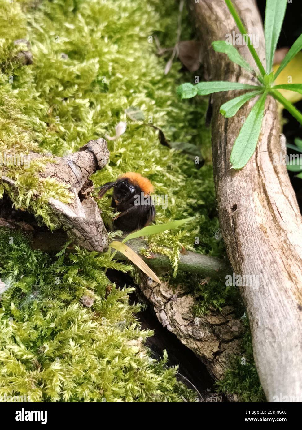 Tree Bumble Bee (Bombus hypnorum), Insecta, Melbourn, Royston SG8, UK ...