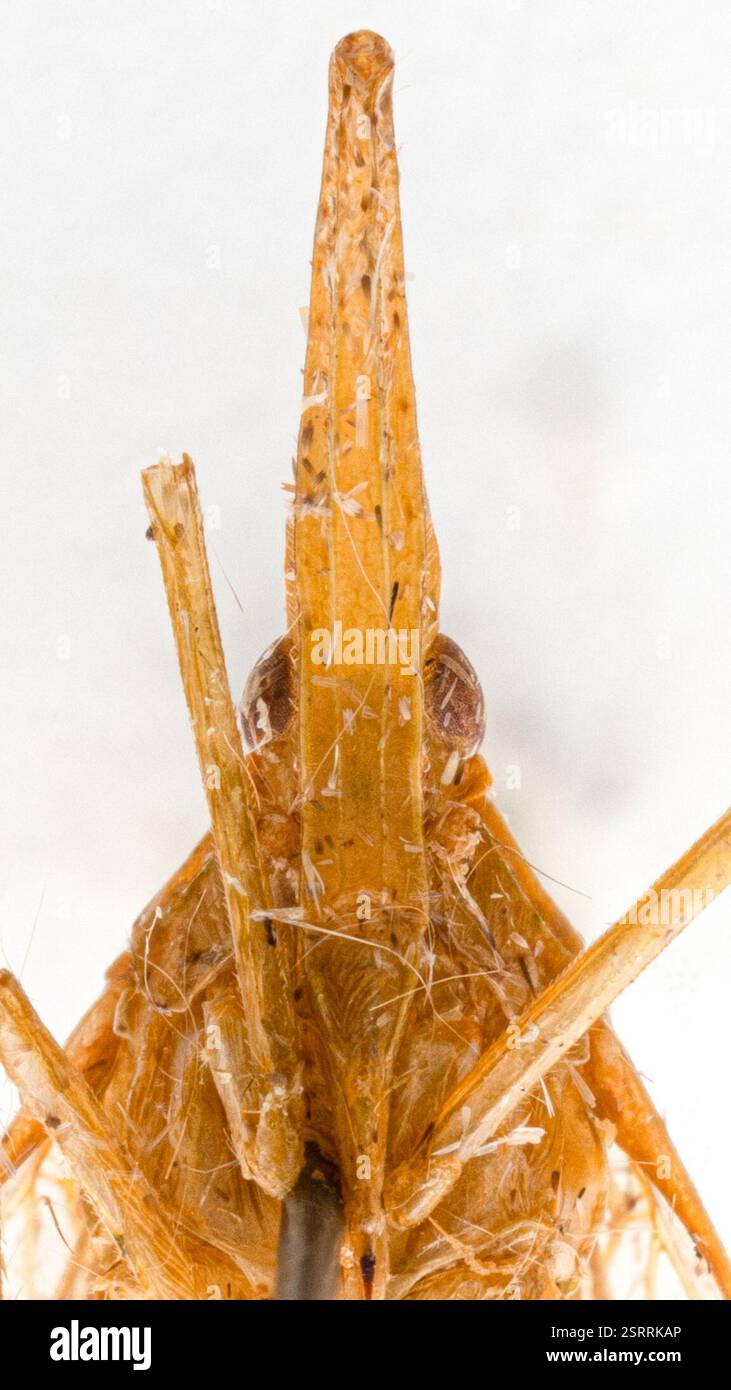 (Melicharoptera), Insecta, Andres Eloy Blanco, 3028, Lara, Venezuela ...