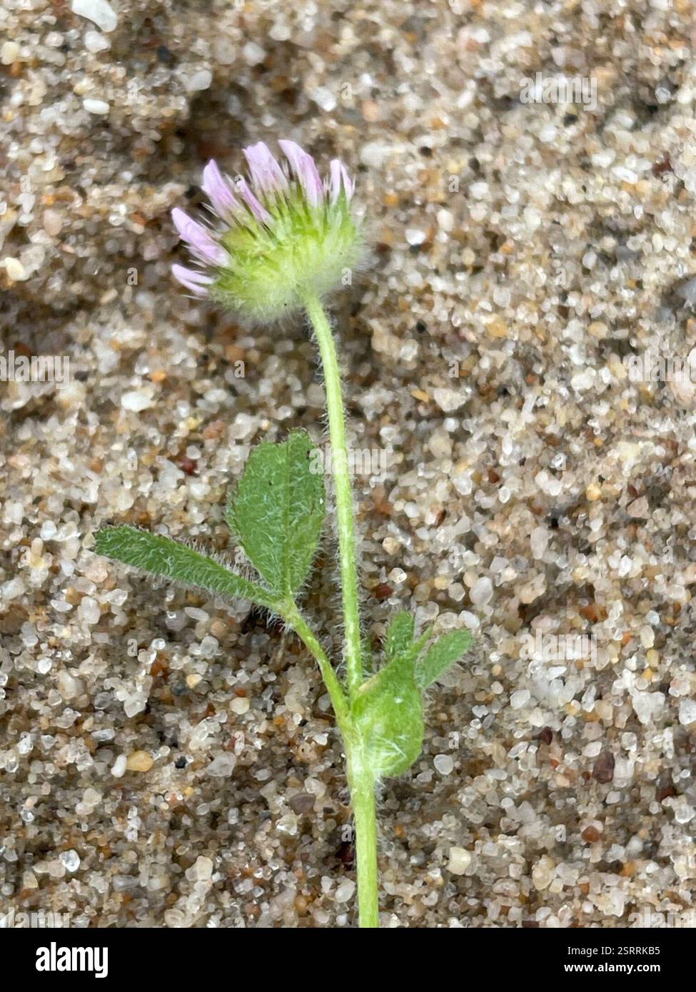 small-headed clover (Trifolium microcephalum), Plantae, Gigling Rd ...