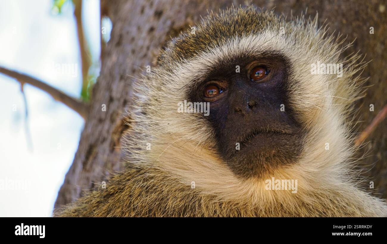 A Thoughtful Monkey is Observing Nature in the Wild, gaining insights ...