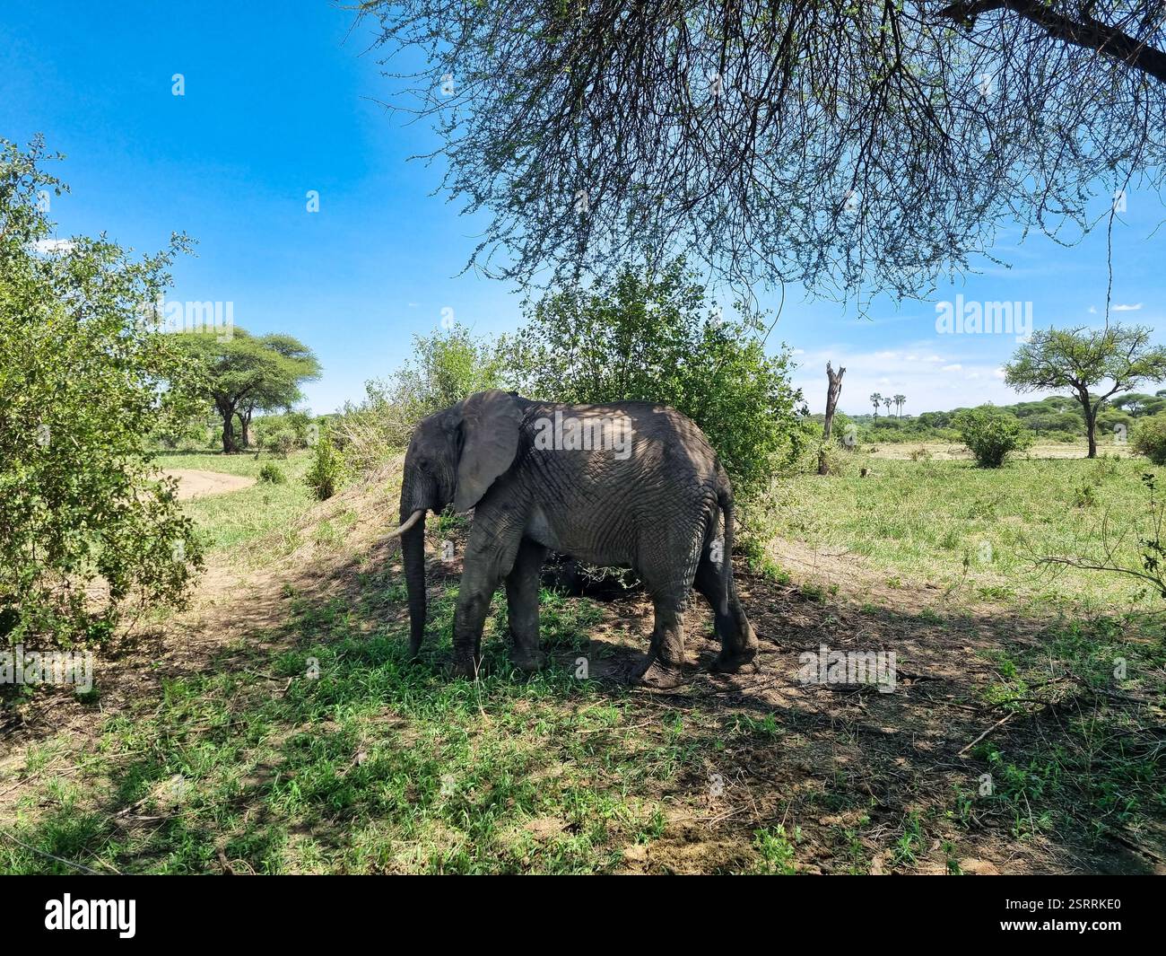 Experience the Majestic Elephant in Serengeti An Unforgettable Glimpse ...