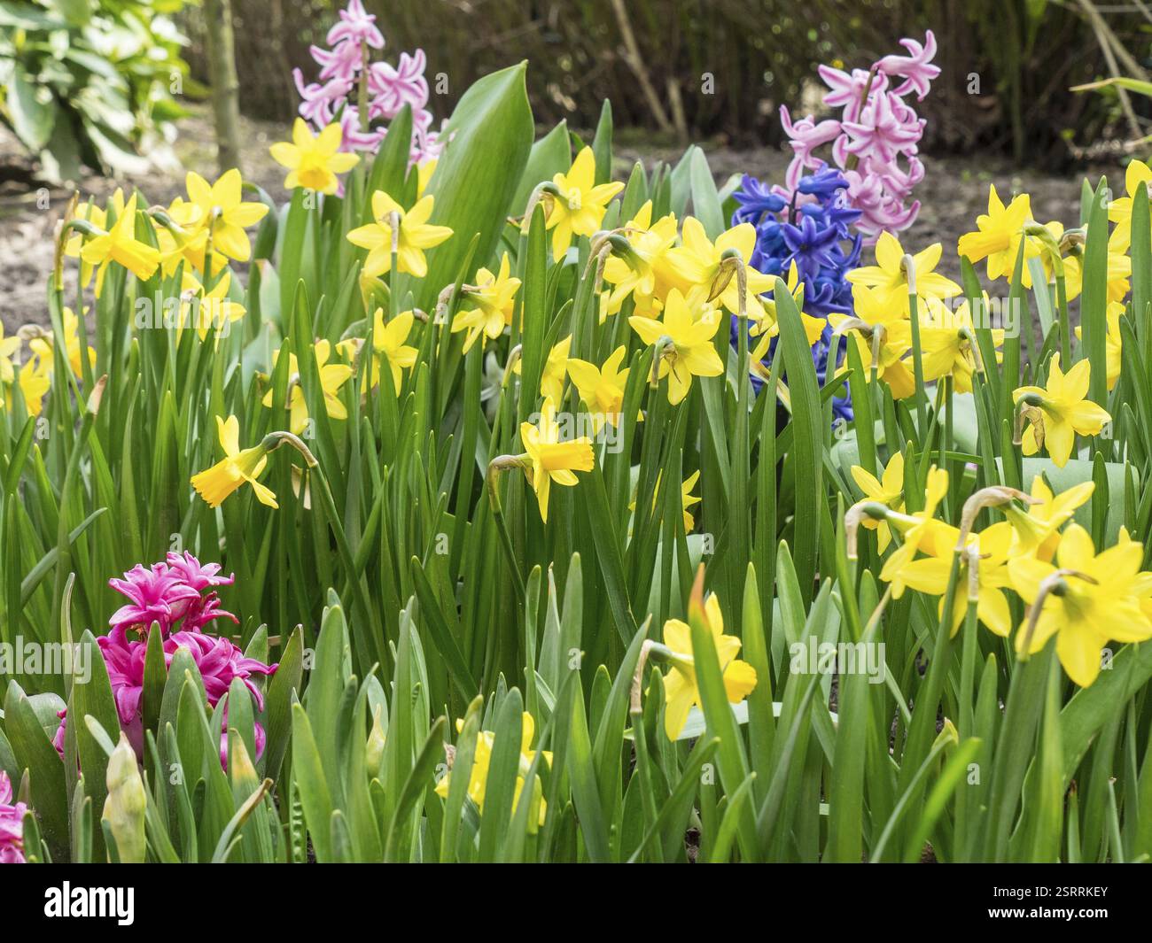 Blooming yellow daffodils and hyacinths in a garden in spring ...