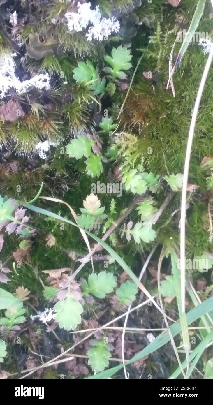Leptinella (Leptinella squalida), Plantae, Ōwhiro Bay, Wellington, New ...