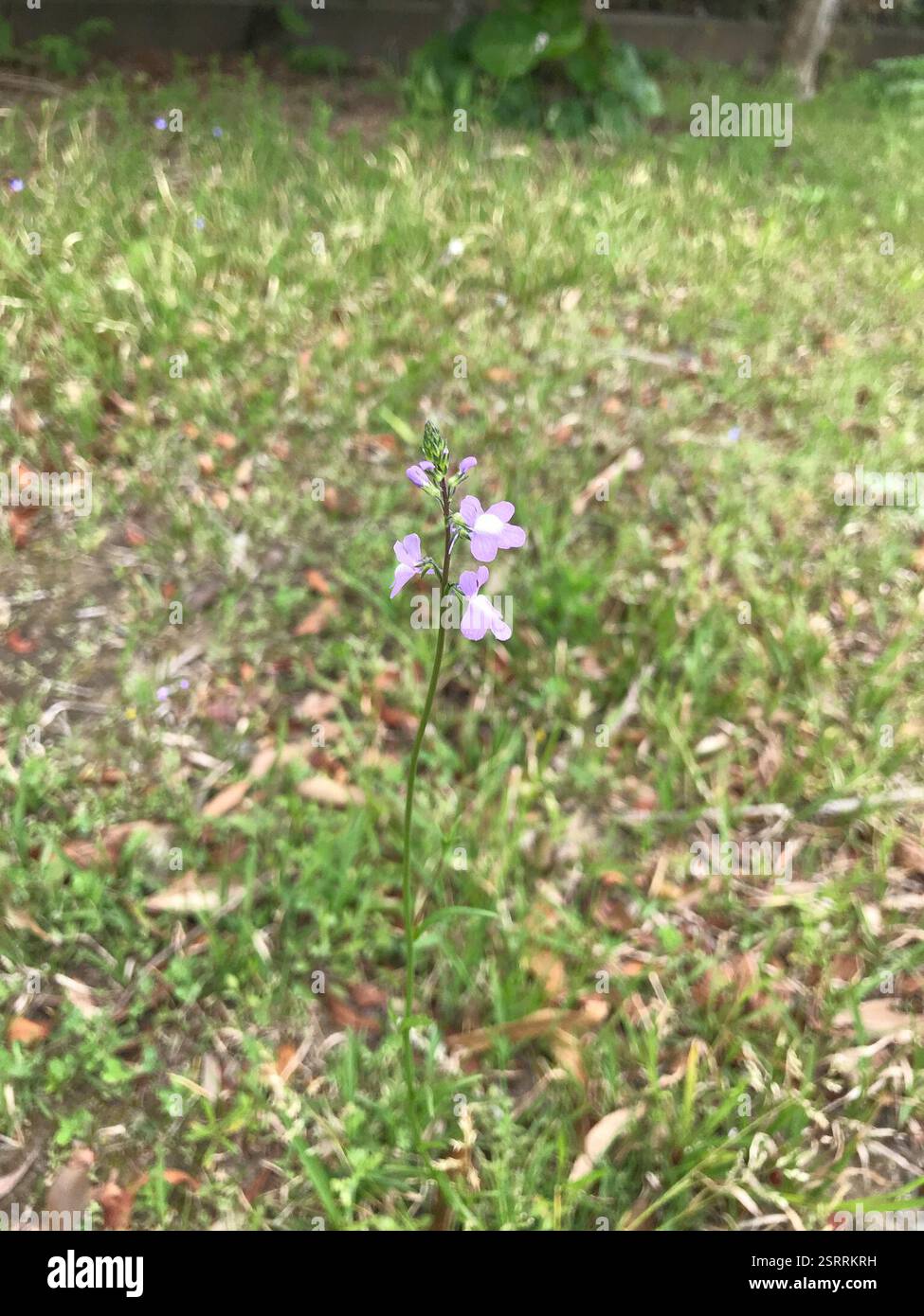 blue toadflax (Nuttallanthus canadensis), Plantae, Kamikoshikicho Nakakoshiki, Satsumasendai ...