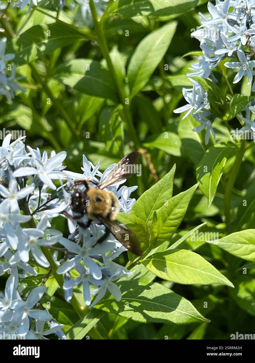 Eastern Carpenter Bee (Xylocopa virginica), Insecta, Hemenway Rd ...